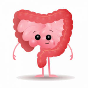 Colorectal Physio 101 – Bowel Health Basics – Pivotal Physiotherapy ...